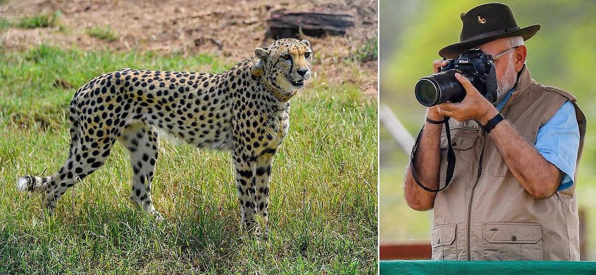 India releases eight cheetahs into wild, seven decades after local ...