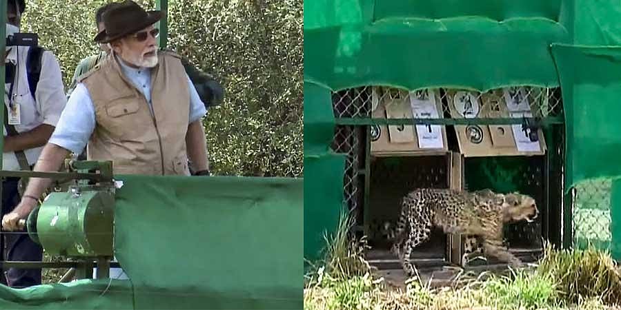 PM calls for making Kuno best cheetah habitat