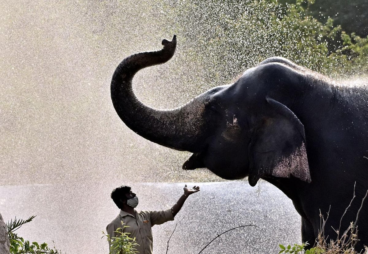 Environment ministry creating genetic database of captive elephants to ...