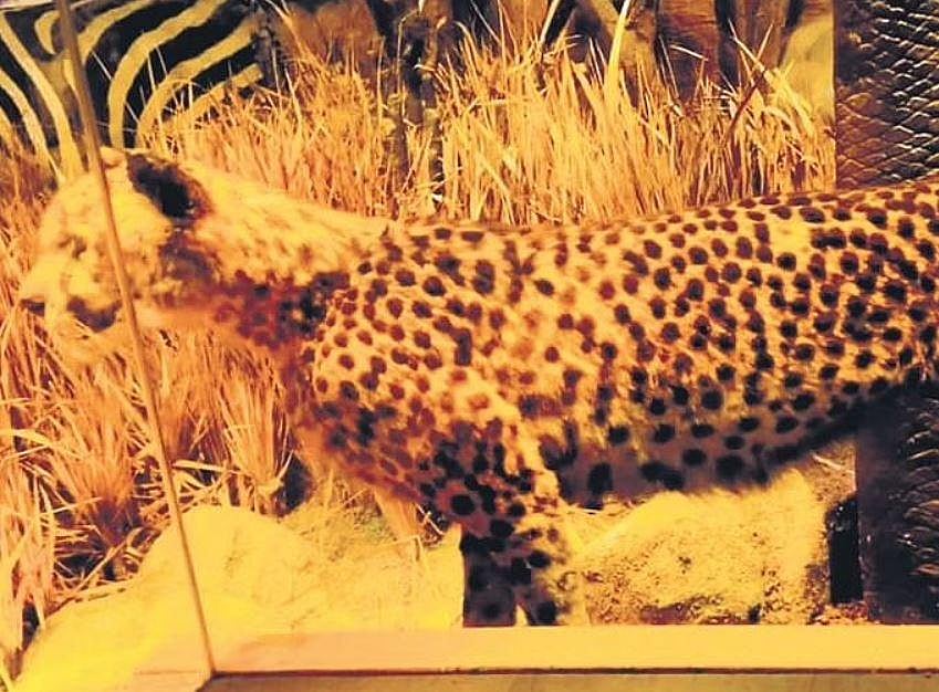 Cheetah glory at Thiruvananthapuram's Natural History Museum