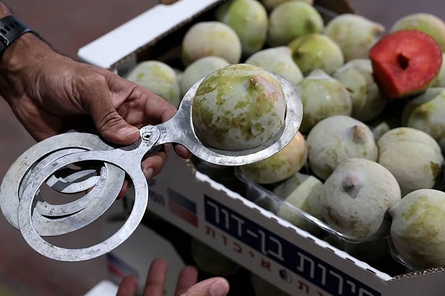 Pomegranate, watermelon plums: Israeli farm pioneer creates unique ...