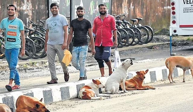 Top tour operator body seeks stop to ‘killing’ of stray dogs