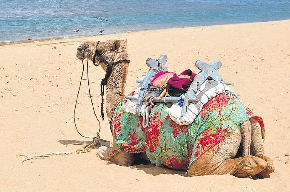 Safari at Poovar beach? You’re getting under camels’ skin