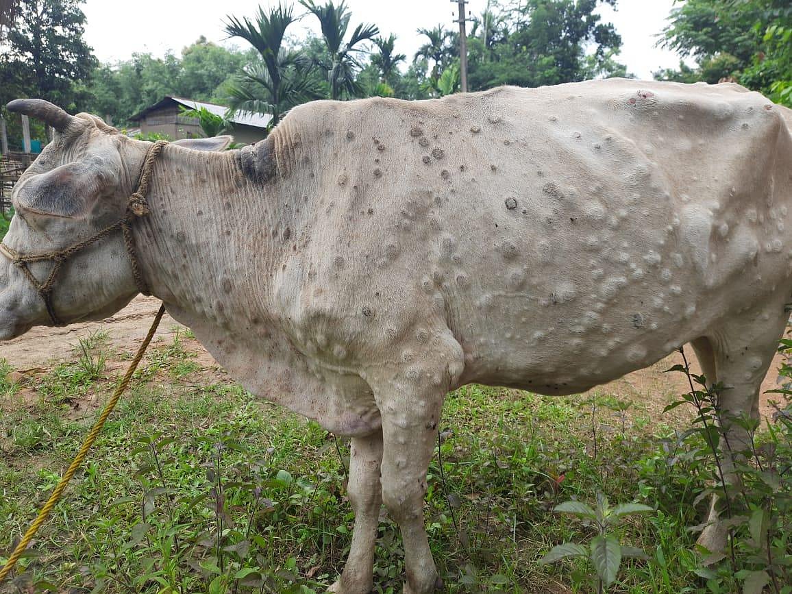 Cattle Plague