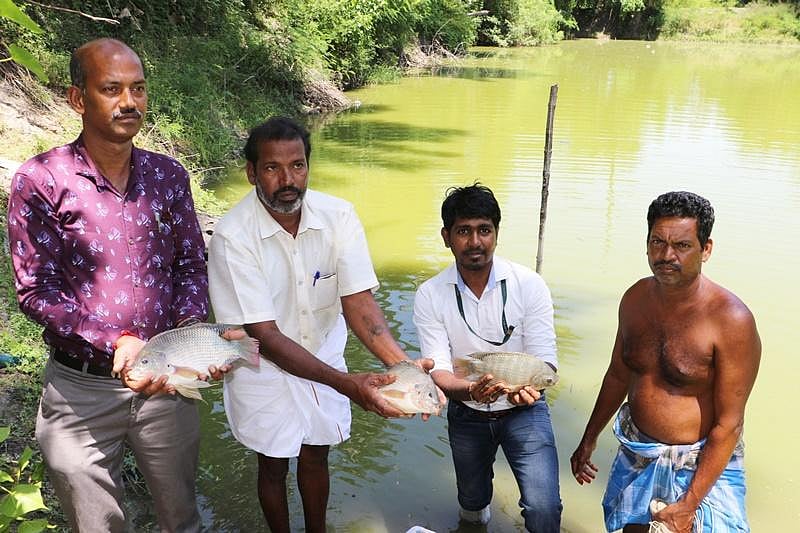 Genetically improved tilapia aquaculture ideal 'GIFT' for Nagapattinam ...