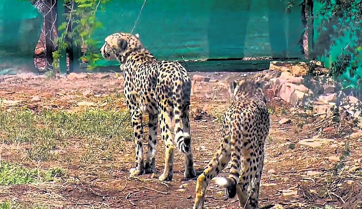 Leopard population poses danger to African cheetahs in Kuno National Park