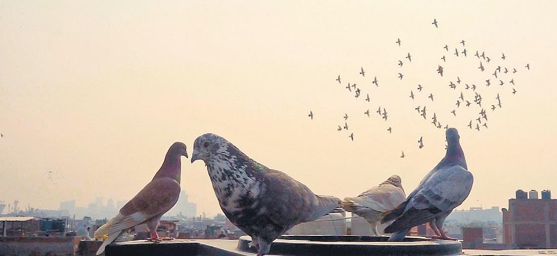 Pigeon poo a danger in asthma capital Bengaluru
