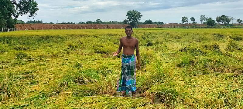 Sunday downpour wreaks havoc on Thanjavur's ready-for-harvest Kuruvai paddy