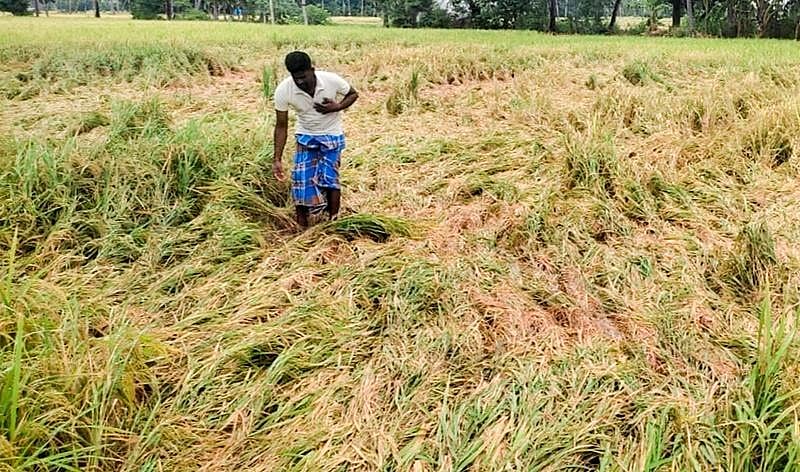 One-third of the rain-hit 600 acres of kuruvai cultivation in Tiruchy ...