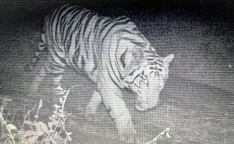 Sigh of relief: Killer tiger tranquilised in Wayanad