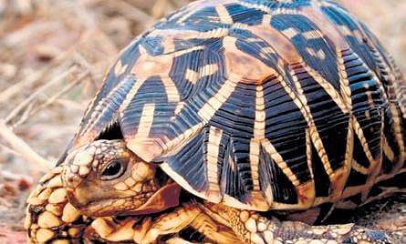Winter season sees spike in trade of Indian turtles