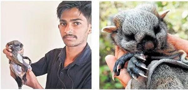 Rare flying squirrel rescued near Kaiga township