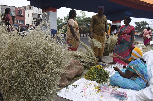 Harvest, kolam, colours, prayers: Pongal 2023