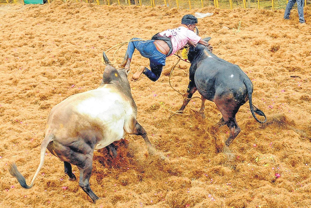 Two gored to death in bull taming events in Shivamogga