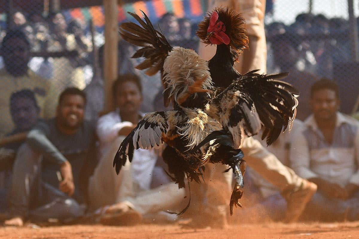 Two killed during rooster fights in Godavari districts