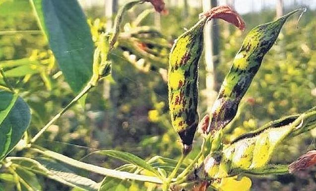 Tur on 1.98 lakh hectares in Kalaburagi damaged due to wilt disease