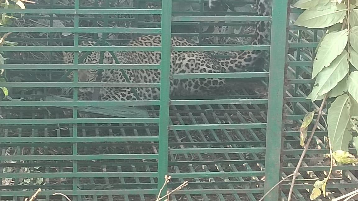 'Man-eater' leopard captured after 36-day long chase in Chhattisgarh