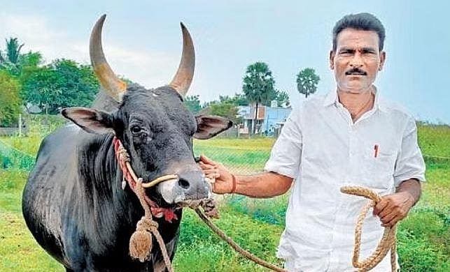 Pudukkai man beats odds to become one of TN’s finest bull-rearers