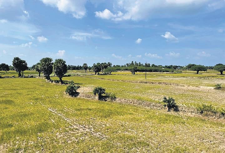 Caught in drought for past one month, 2,500 hectares of land ravaged in ...