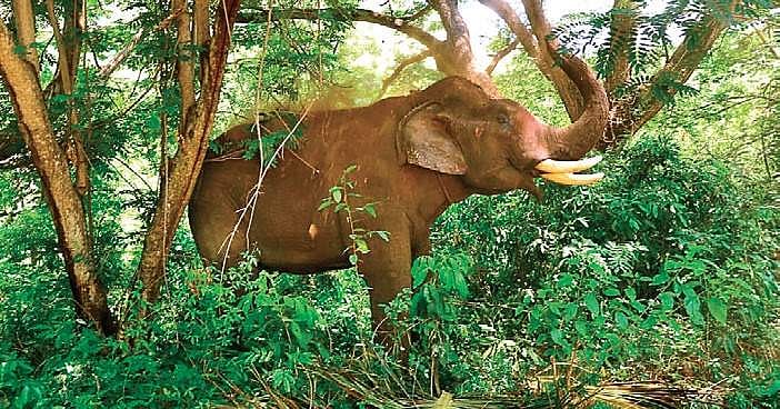 Elephant attacks claim two lives in one day in Coimbatore