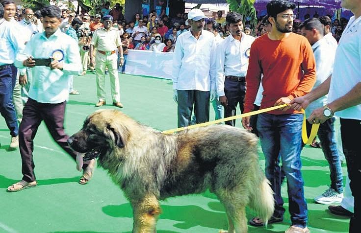 Meet Cadabom Hayder, Rs 20-crore Caucasian Shepherd dog