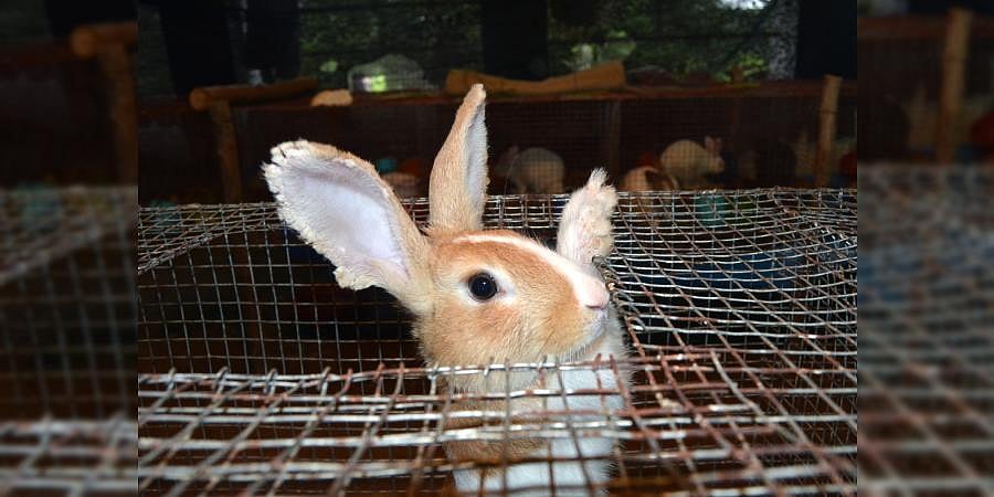 In the Year of the Rabbit, spare a thought for all these endangered ...