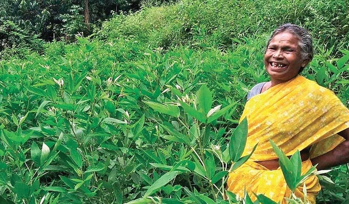 Millet cultivation to get boost in Kerala