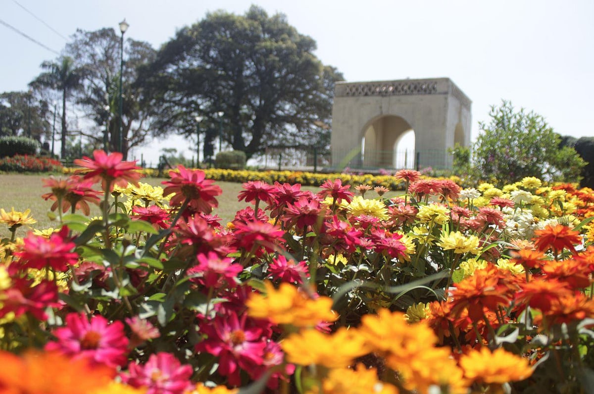 Madikeri's Raja Seat blooms vibrantly, gears up for Flower Show