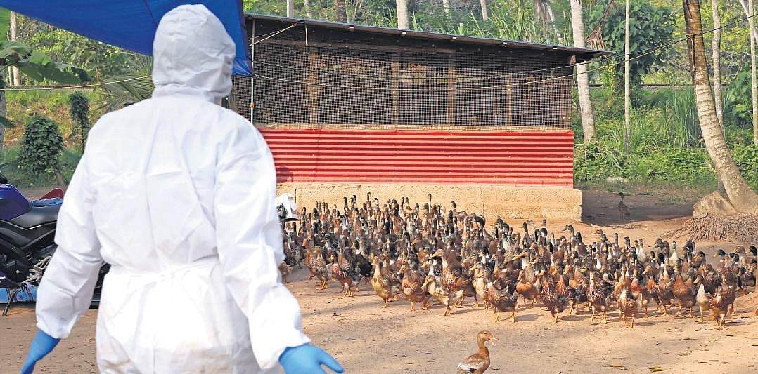 Flock Shock: Bird flu outbreak in Kerala