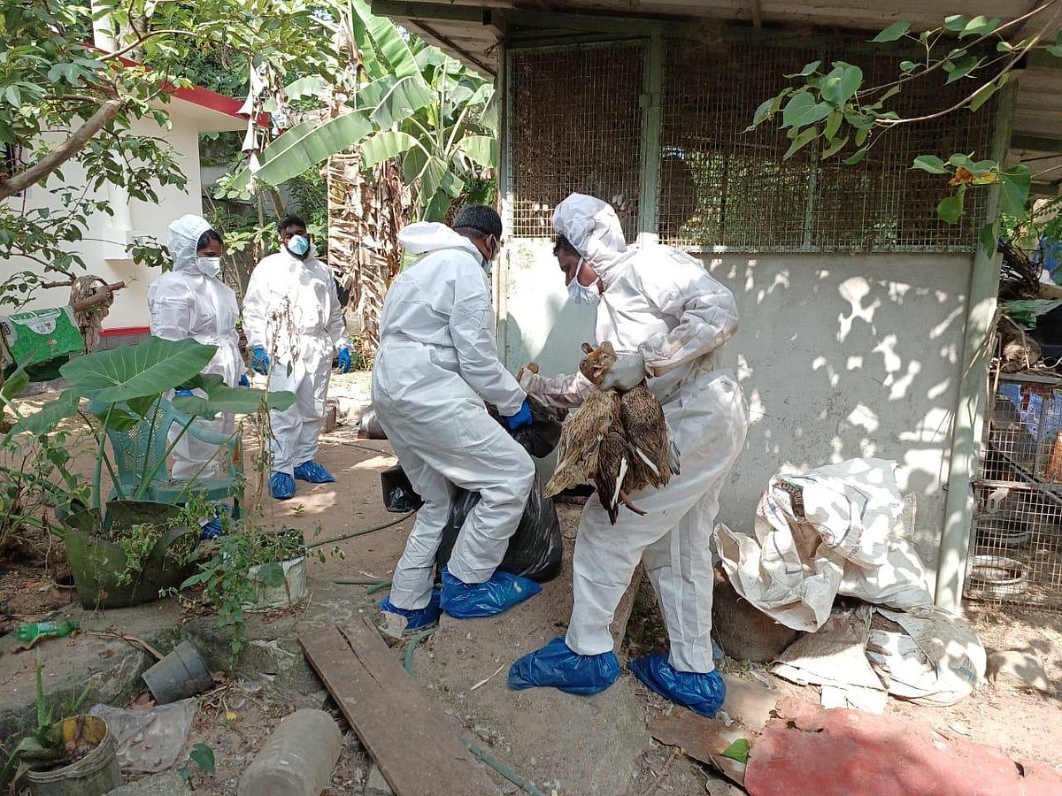 Kerala bird flu: Massive bird culling operation in Thiruvananthapuram ...