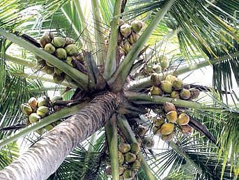 Copra procurement date extended till November 26 in Madurai