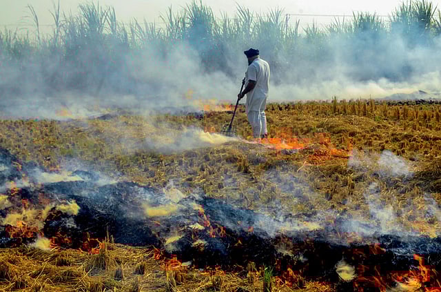 Crop burning: Delhi govenment to bring 5,000 acres under bio-decomposer ...