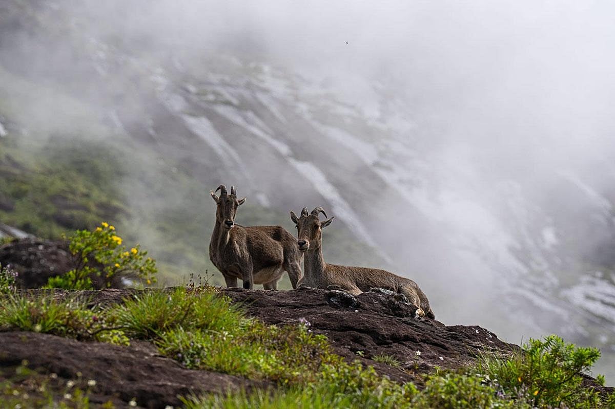 Nilgiri Tahr become locally extinct in 14% of historic shola-grassland ...
