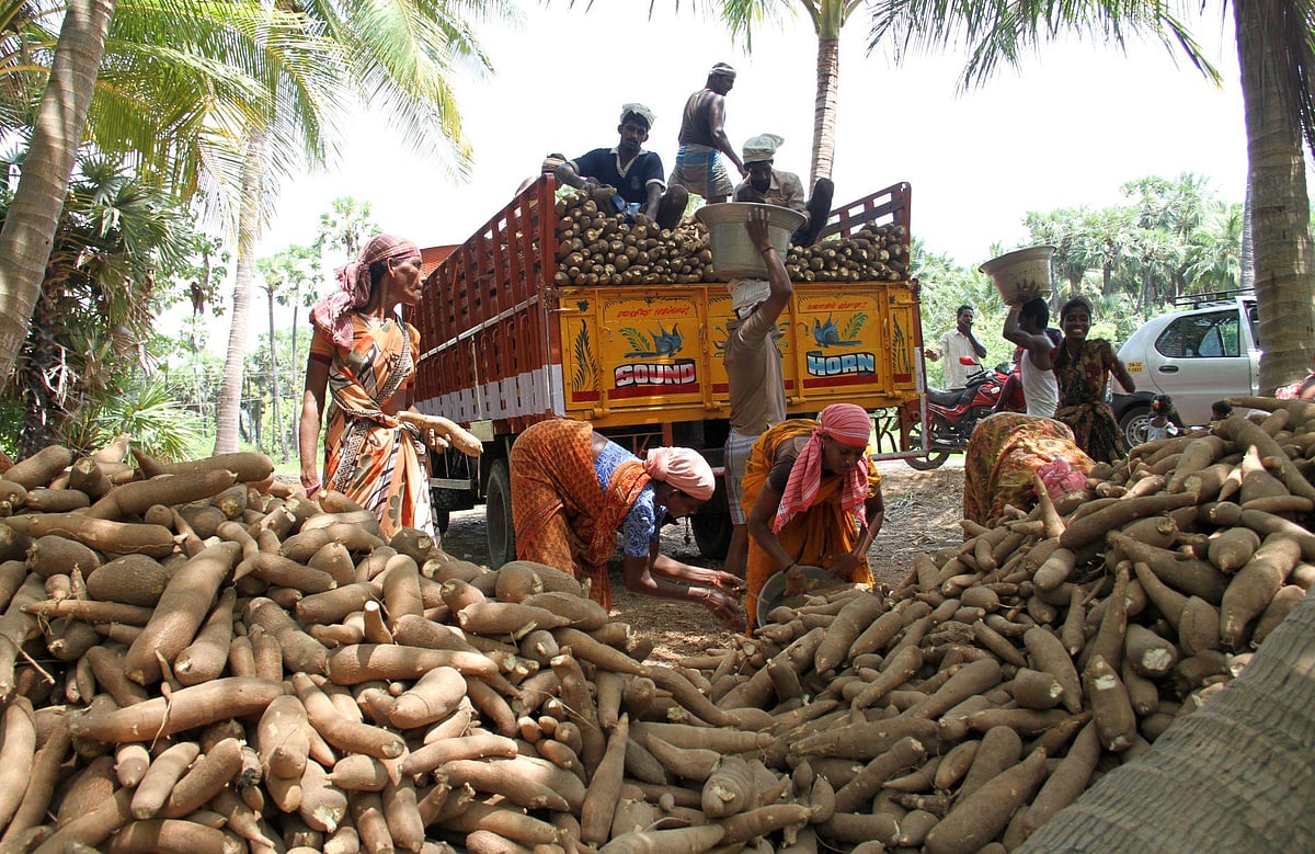 As harvest nears, tapioca farmers renew MSP plea