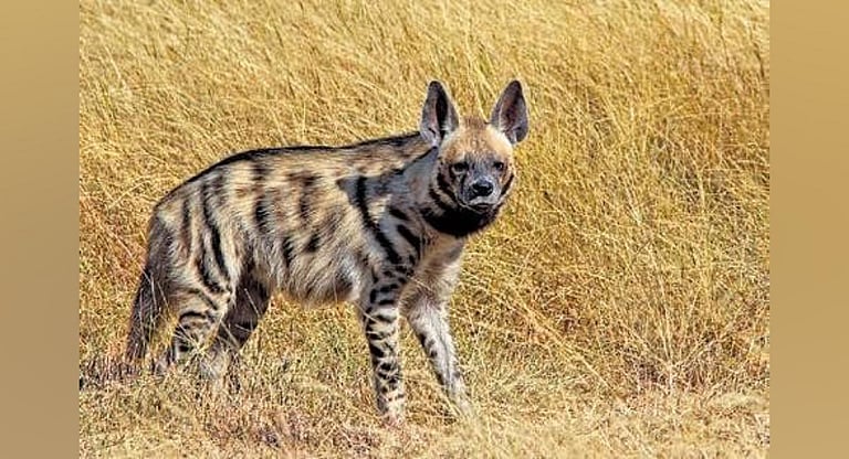 Karnataka: Carcass of striped hyena raises fears of rabies