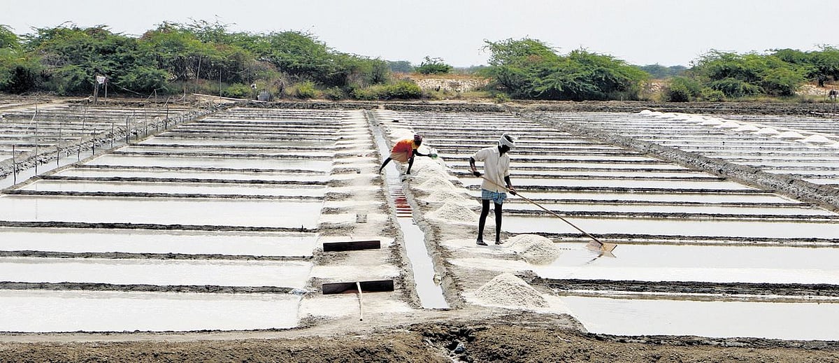Salt production ‘decent’, winds up in Vedaranyam