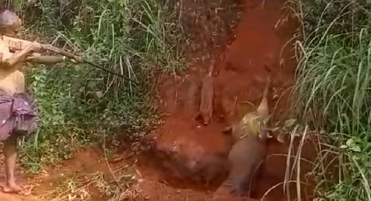 Outrage after wild pig, piglet shot dead in public in Idukki