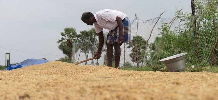 Farmers in Tamil Nadu seek relaxation of moisture content for kuruvai ...