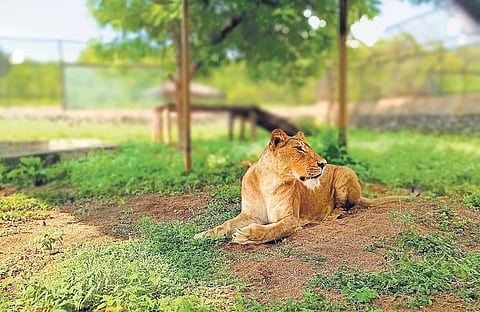 Lion safari roars back to life at Vandalur zoo after Covid break