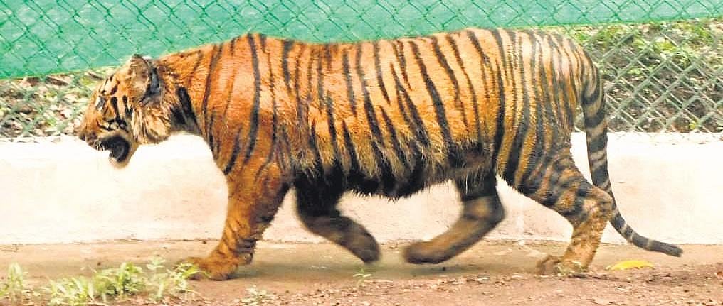 Anamalai tiger not wild enough yet to be released