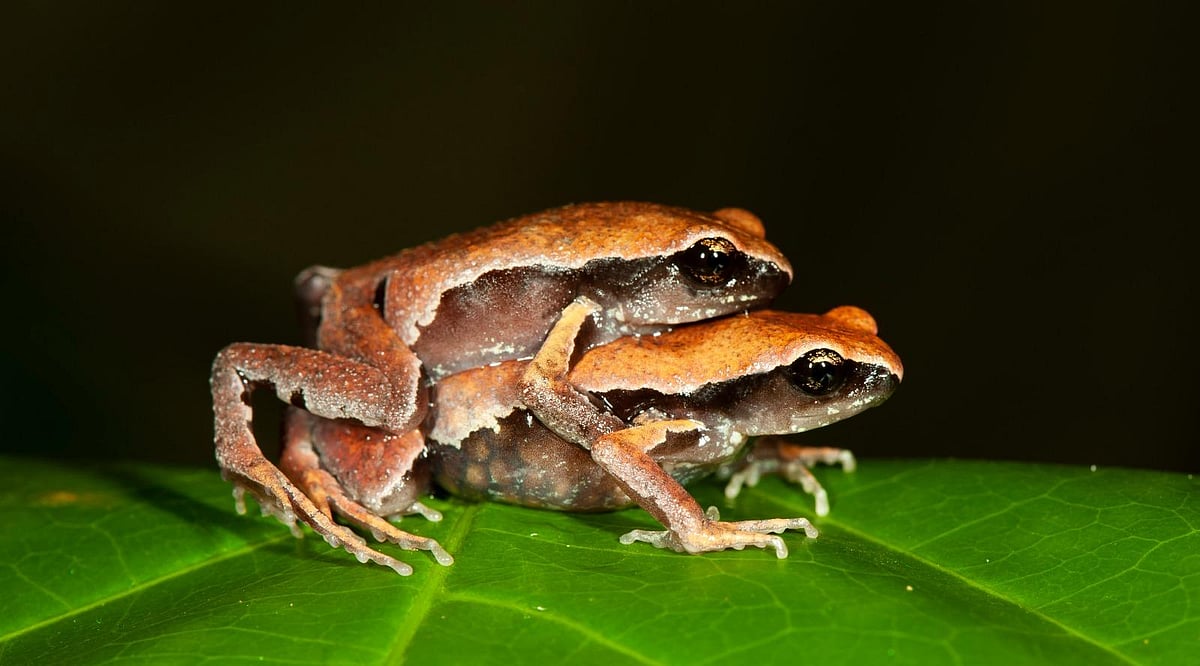 Wayanad’s Franky’s Narrow-mouthed Frog in ‘critical’ list