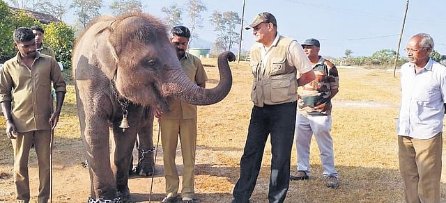 ‘Elephant Whisperers’ draws crowd to Theppakadu elephant camp in Tamil Nadu