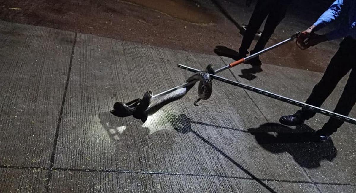 World’s longest snake species found at IIT-Madras