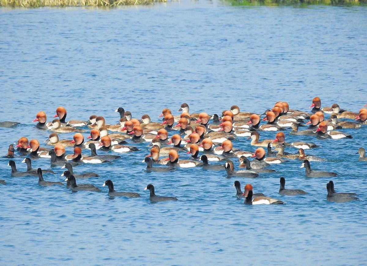 Surkhab birds arrive at U’khand for winter stay