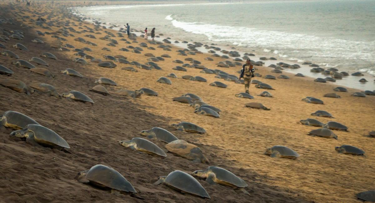WII Scientist urges comprehensive data documentation for Olive Ridley ...