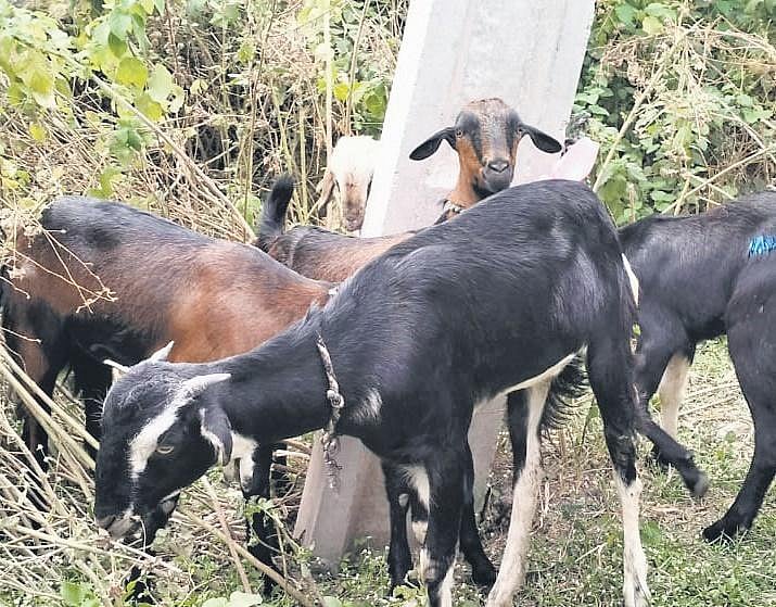 Goat farmer blackmails livestock inspector in Odisha, held