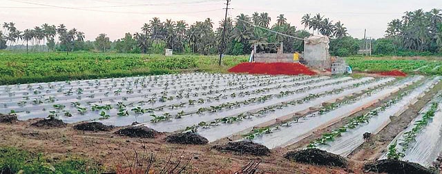 Mattu Gulla trade picks up as crop enters market