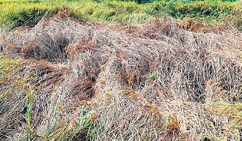 Bargarh farmers panic as pests attack paddy crops
