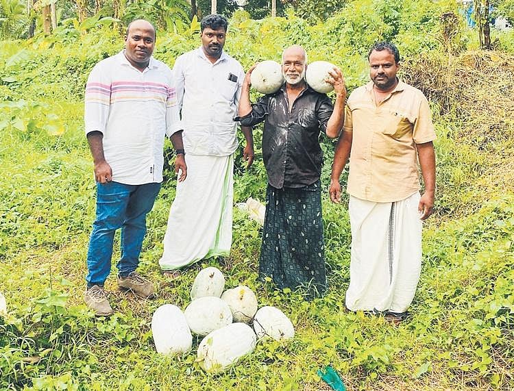 After 40 yrs, Kodur resumes cultivation of unique ash gourds