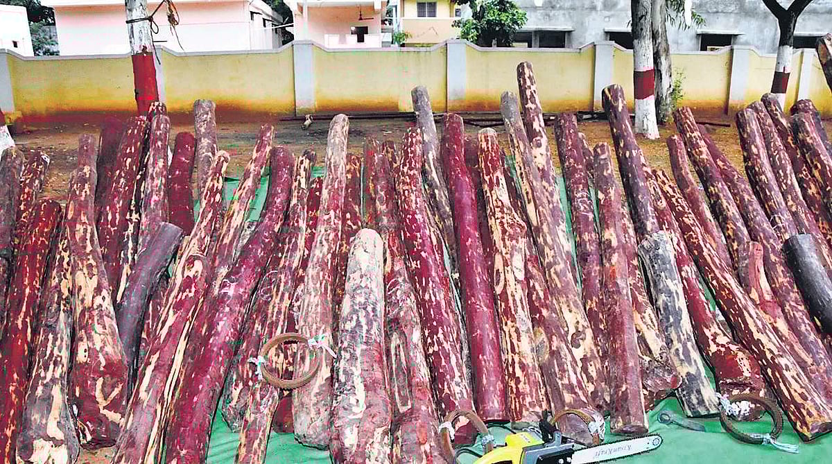 Give me red: India exits international negative list of Red Sanders ...